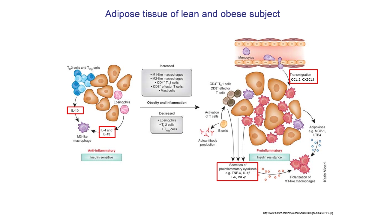 Adipose Tissue Slide Diagram