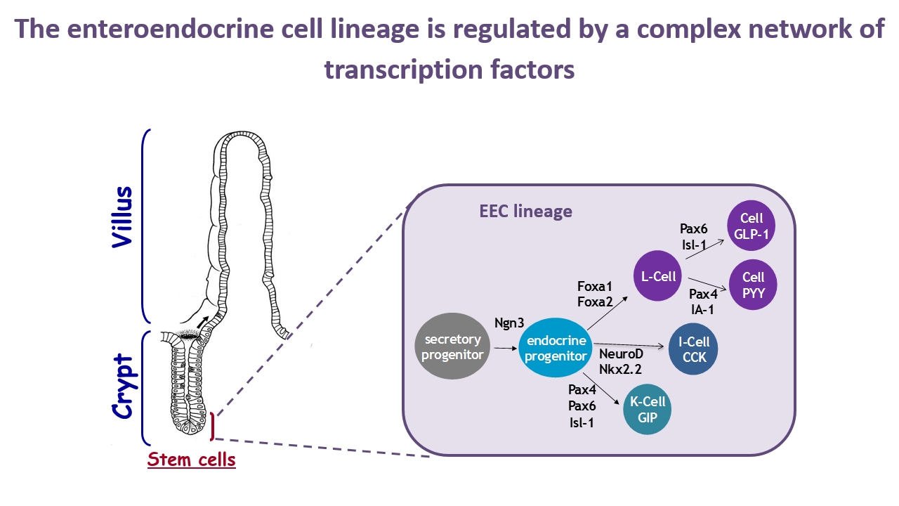 Enteroendocrine Cells